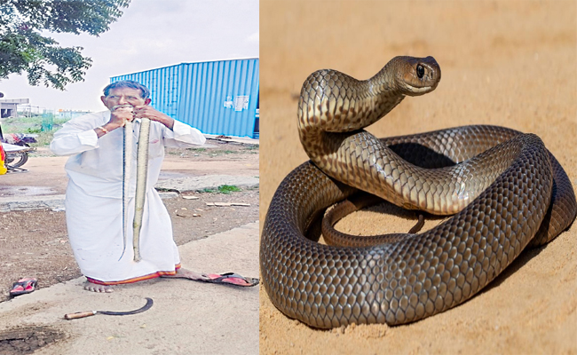 ఆహా పాము రుచి..! తినరా మైమరచి!! | Pullanna Has A Habit Of Eating Snakes | Sakshi